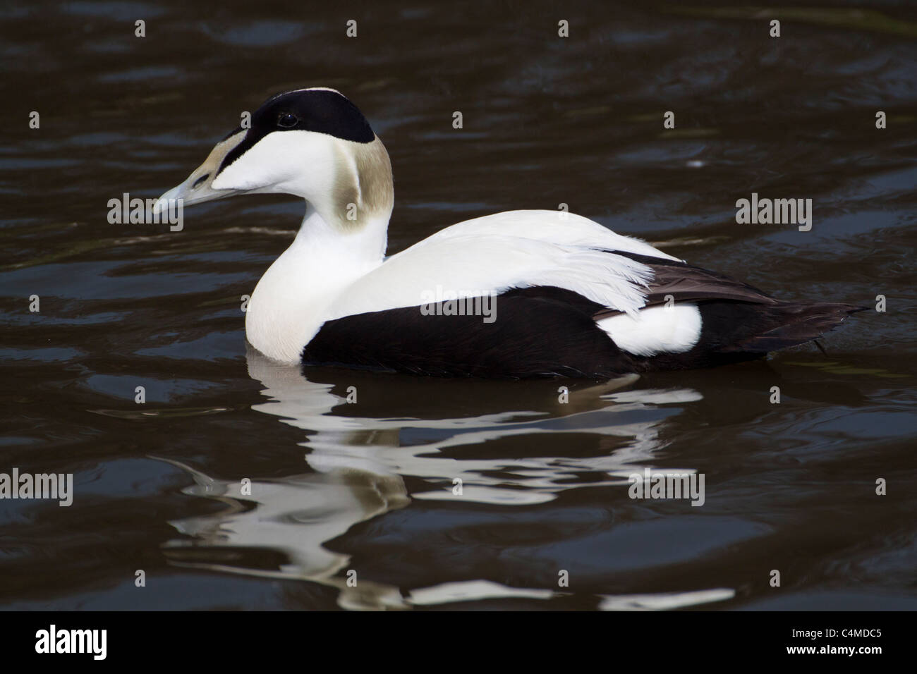 Male eider duck hi-res stock photography and images - Alamy