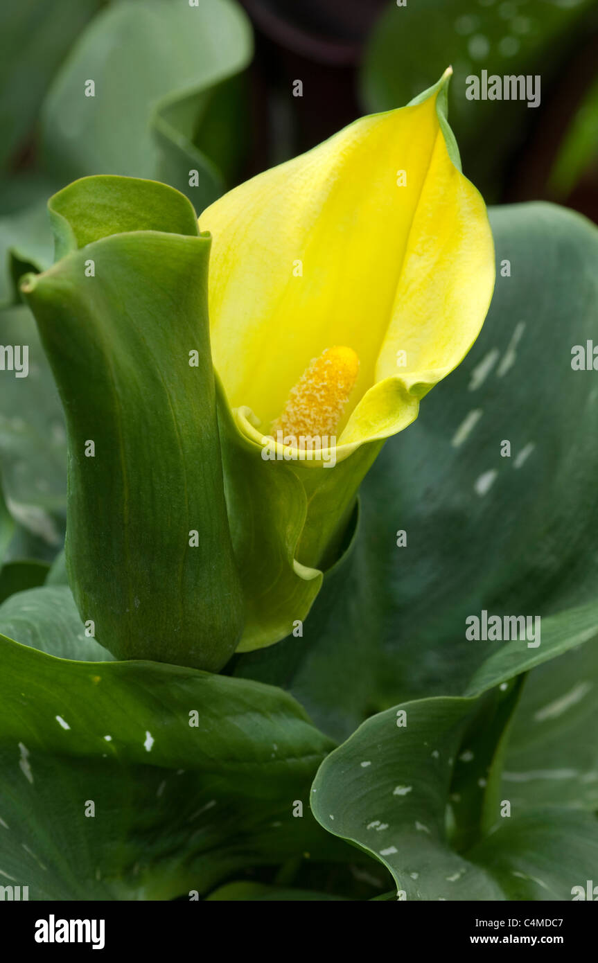 Arum lily pot hi-res stock photography and images - Alamy