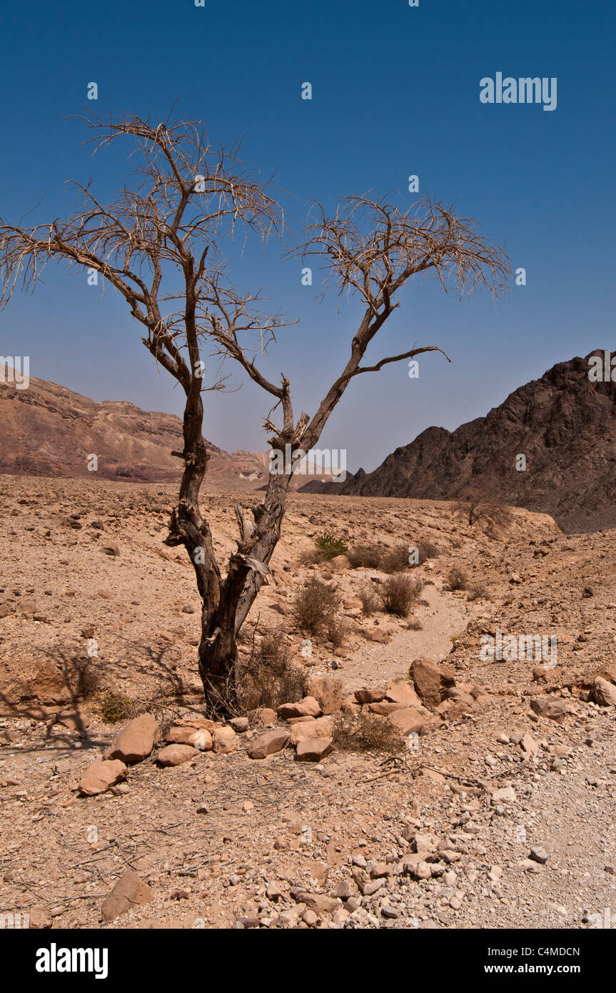 Eilat Mts.Nature reserve,Arabah Valley ,Great Rift Valley ,Israel Stock ...