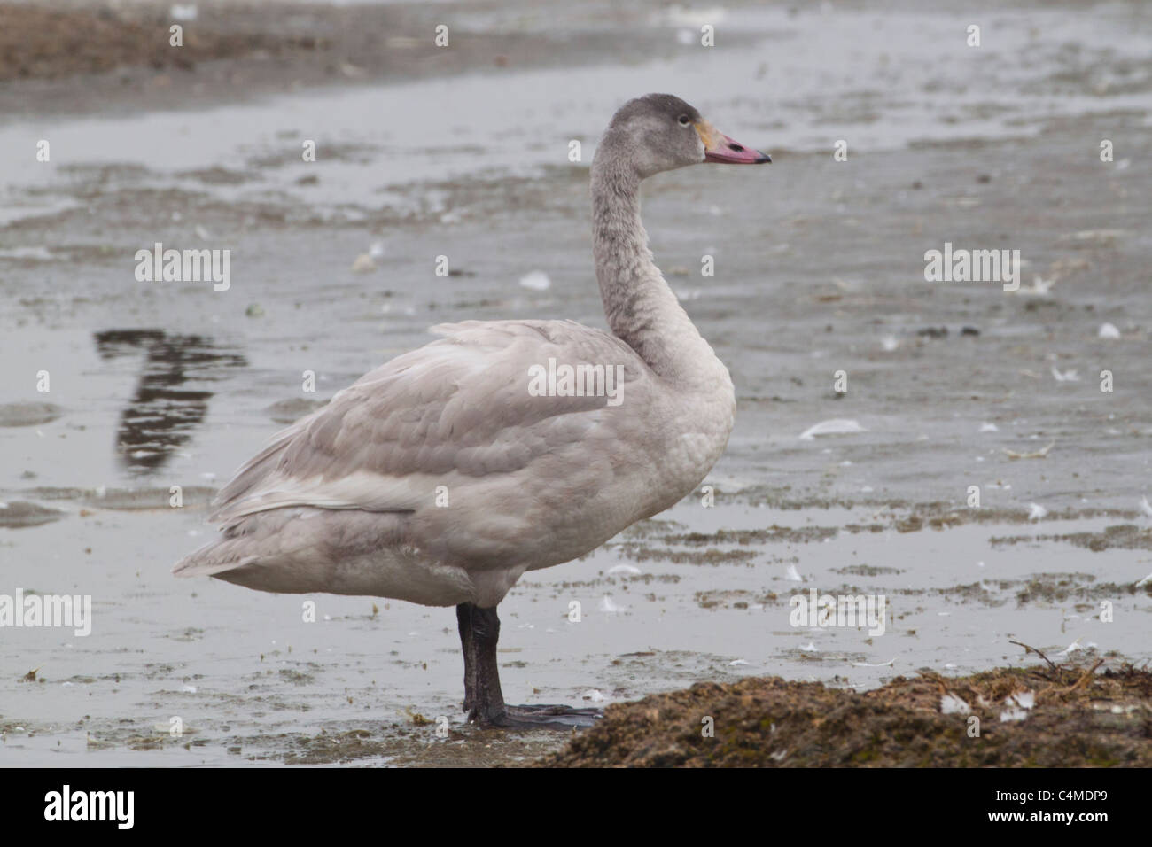 Bewick's swan cygnet at water's edge facing right Stock Photo - Alamy