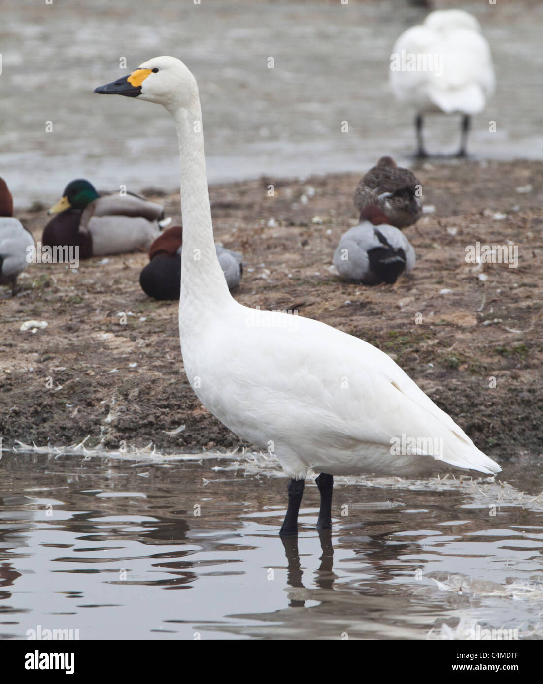 A Bewick's swan wading facing left Stock Photo - Alamy
