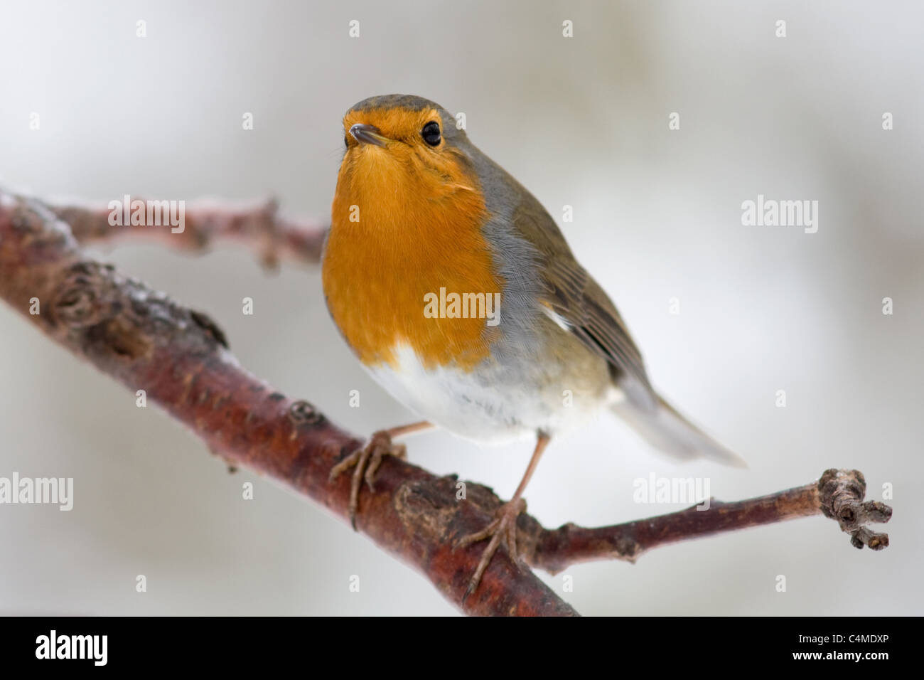 Robin weiss hi-res stock photography and images - Alamy