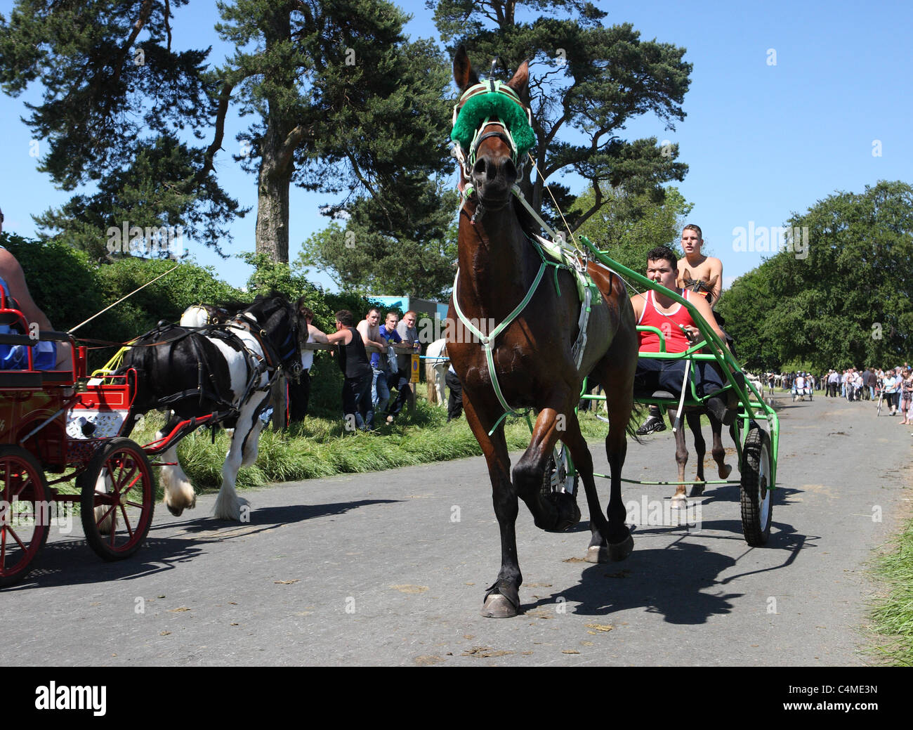 Gypsy trotting race gypsy horse hi-res stock photography and images - Alamy