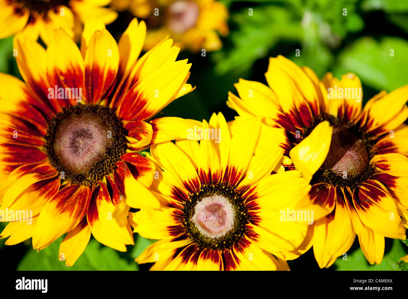 Yellow sunflowers on the bright summer day Stock Photo - Alamy