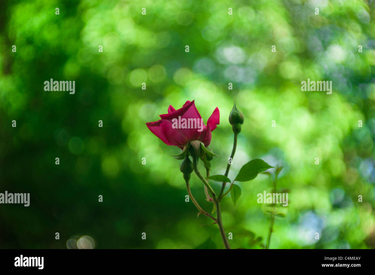 Deep pink rose hi-res stock photography and images - Alamy