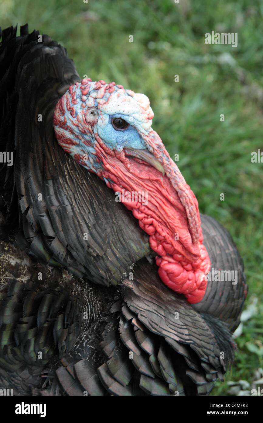 A close up of a turkey Stock Photo - Alamy