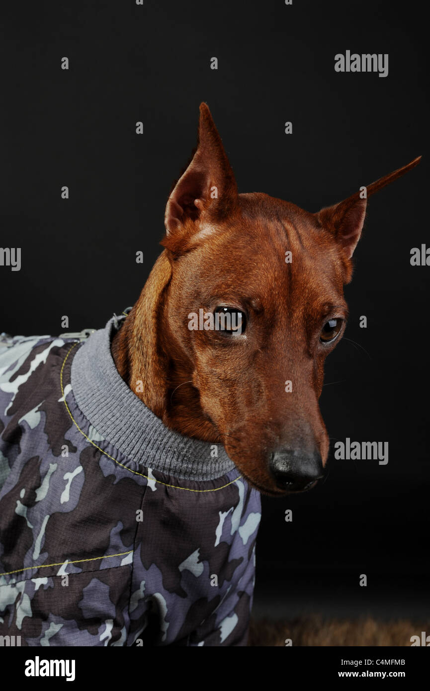 Perro pincher hi-res stock photography and images - Alamy