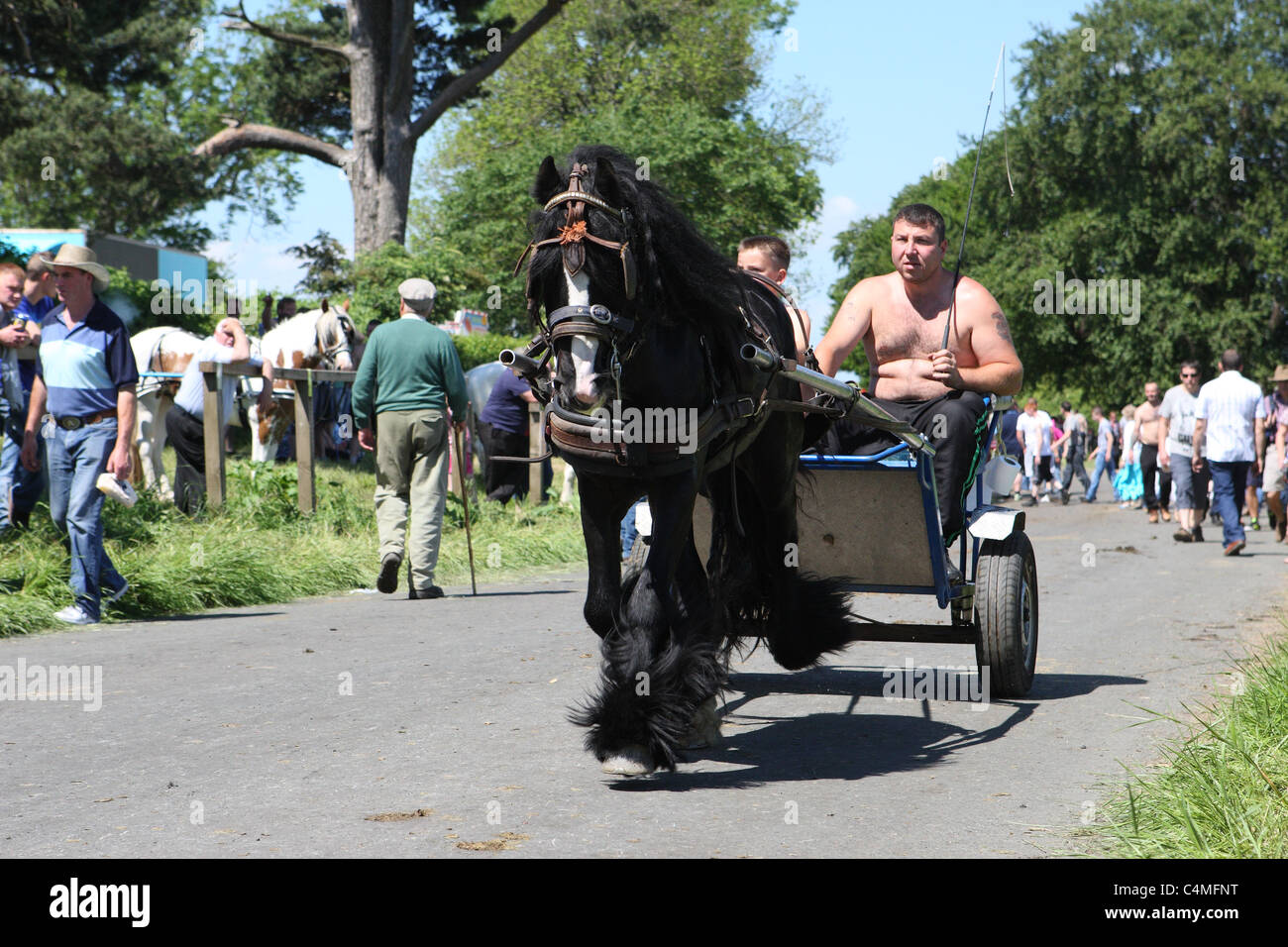 Gypsy trotting race gypsy horse hi-res stock photography and images - Alamy