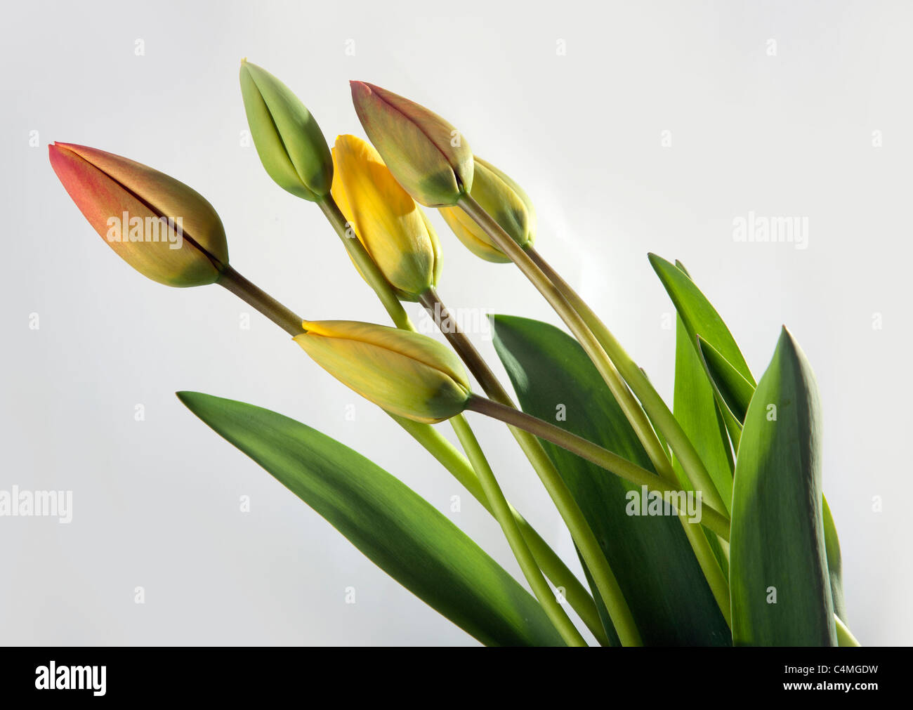 A bunch of buds of tulips Stock Photo - Alamy