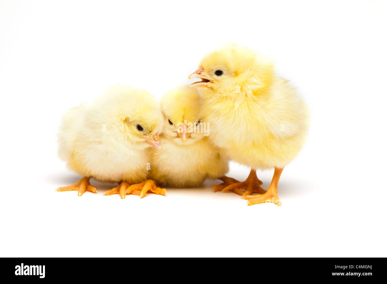 Yellow Chick over white background Stock Photo - Alamy