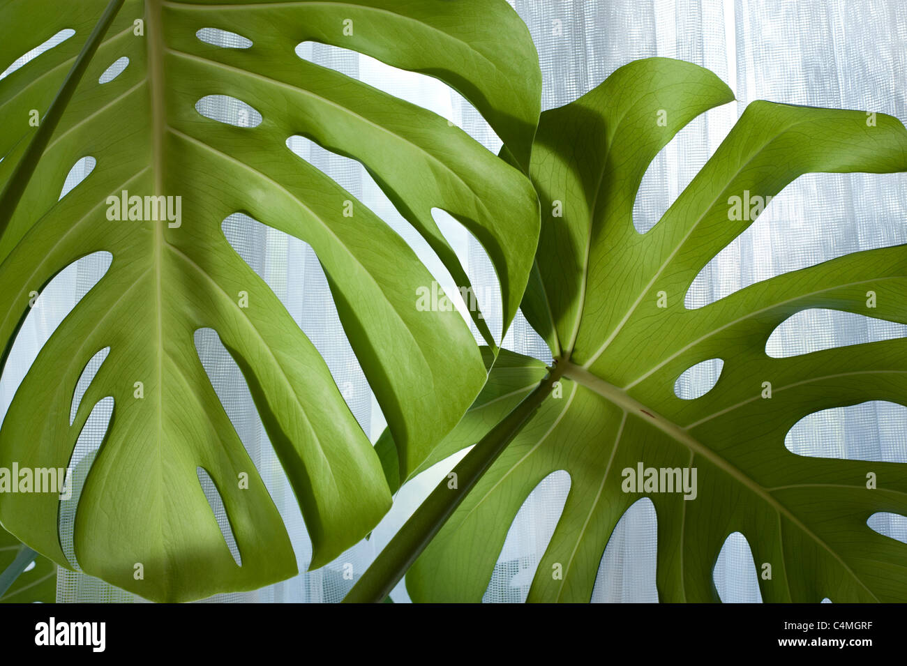 Green leaves of home flower Stock Photo - Alamy