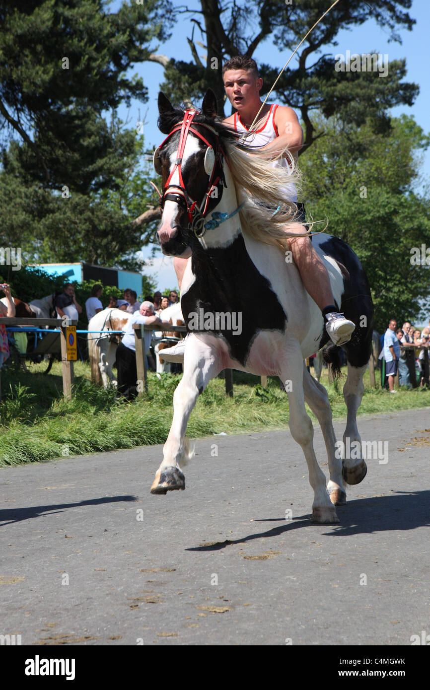 Gypsy trotting race gypsy horse hi-res stock photography and images - Alamy