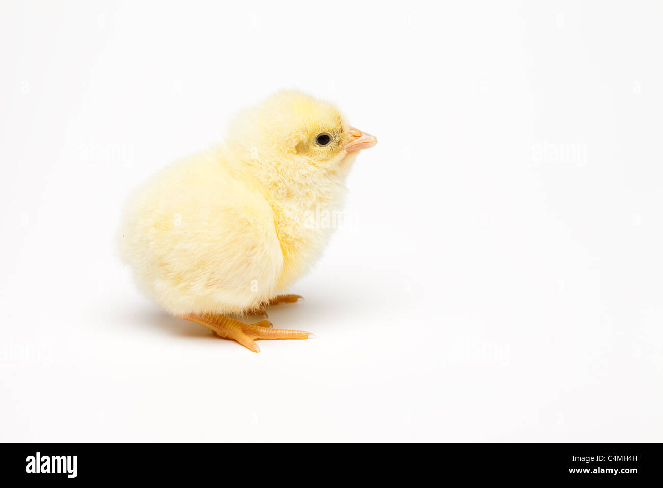 Yellow Chick over white background Stock Photo - Alamy
