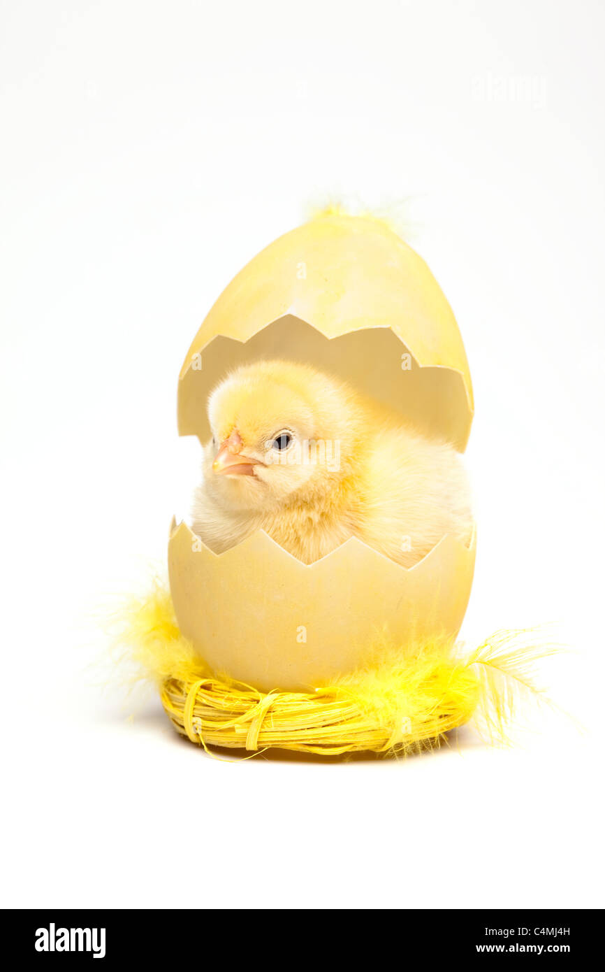 Yellow Chick over white background Stock Photo - Alamy
