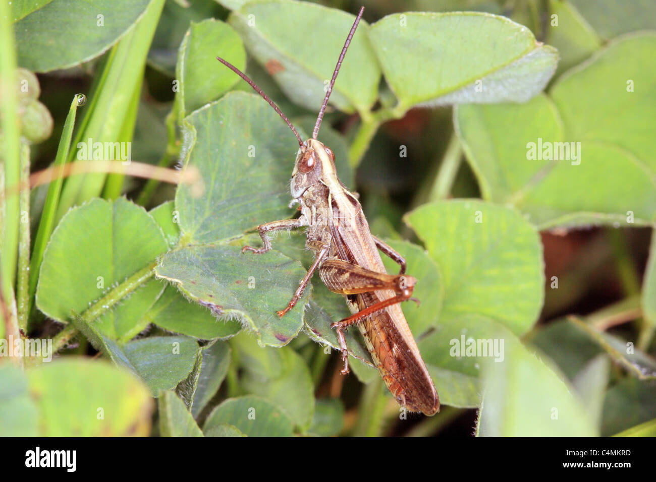 Winged grasshopper hi-res stock photography and images - Alamy