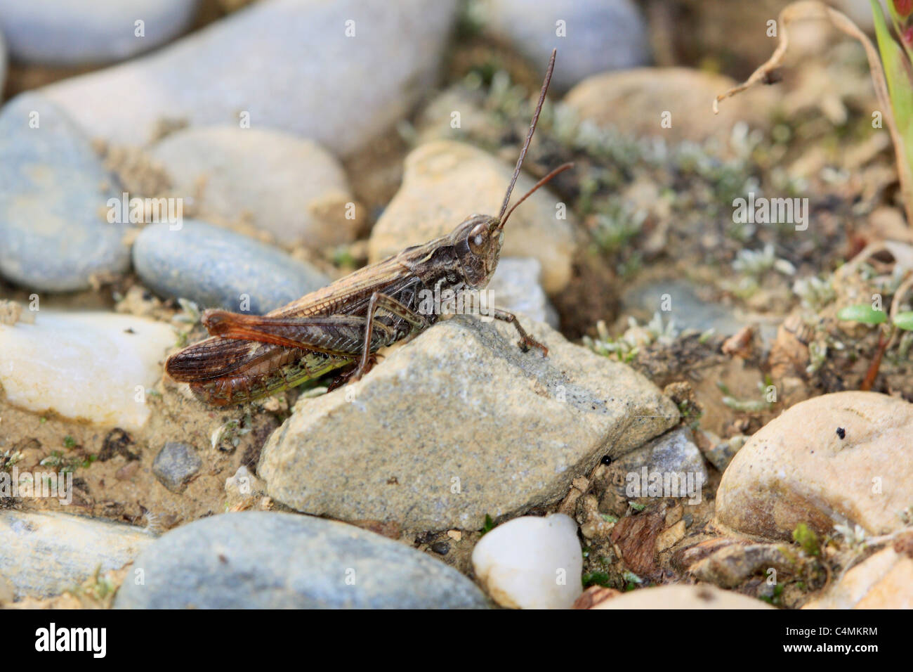 Winged grasshopper hi-res stock photography and images - Alamy