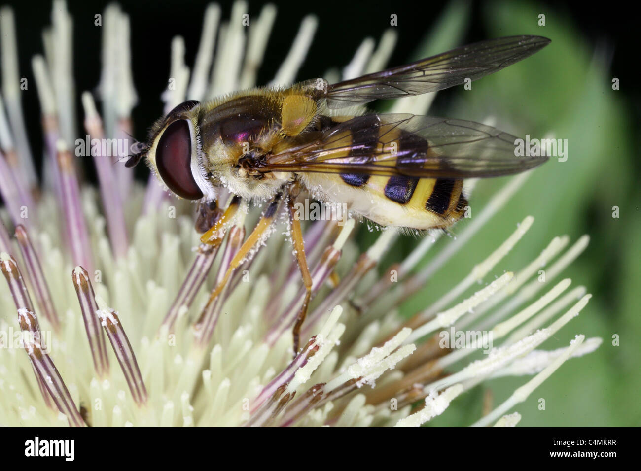 Fly and vegetation hi-res stock photography and images - Alamy