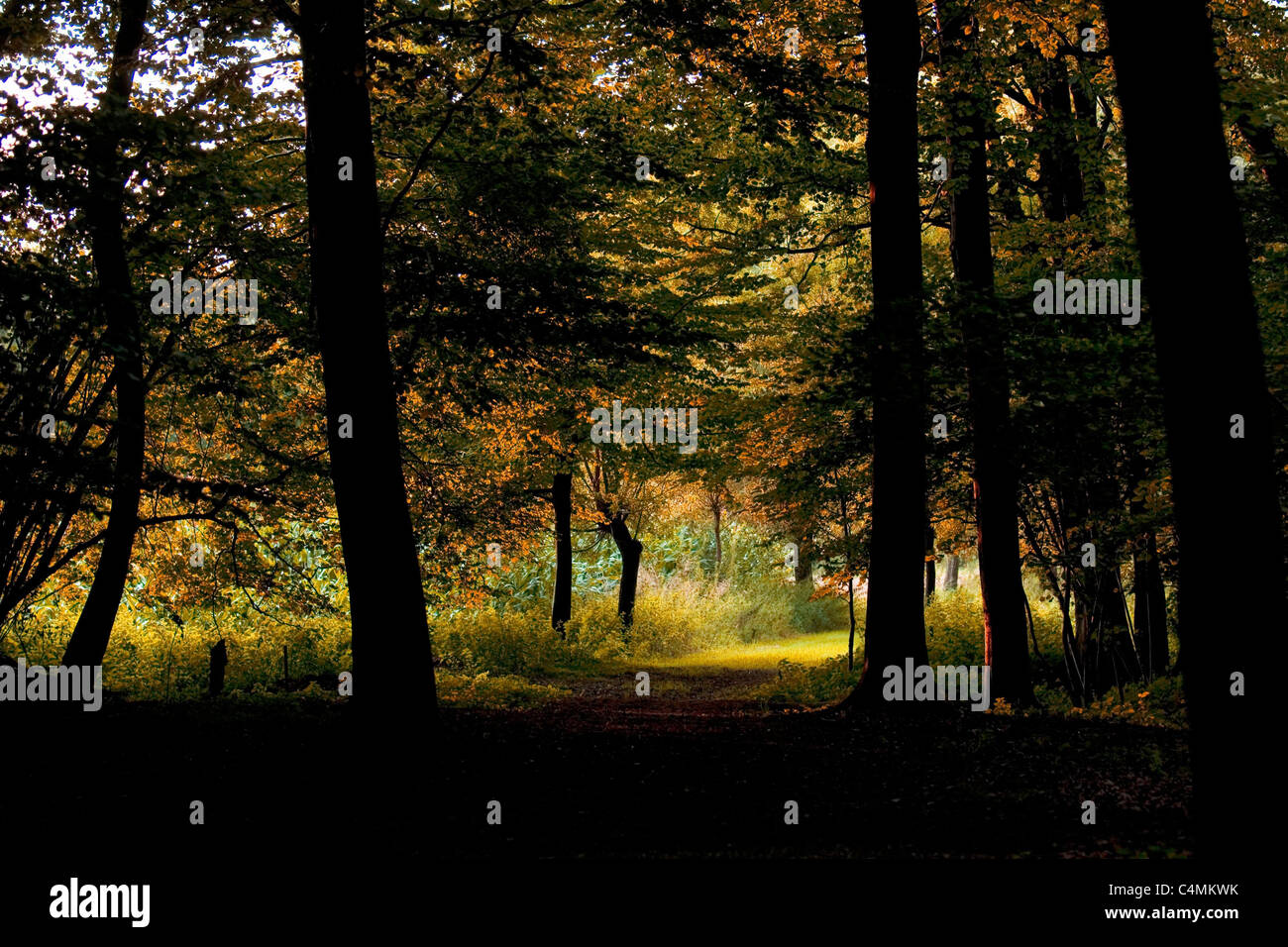 Waldweg forest hi-res stock photography and images - Alamy