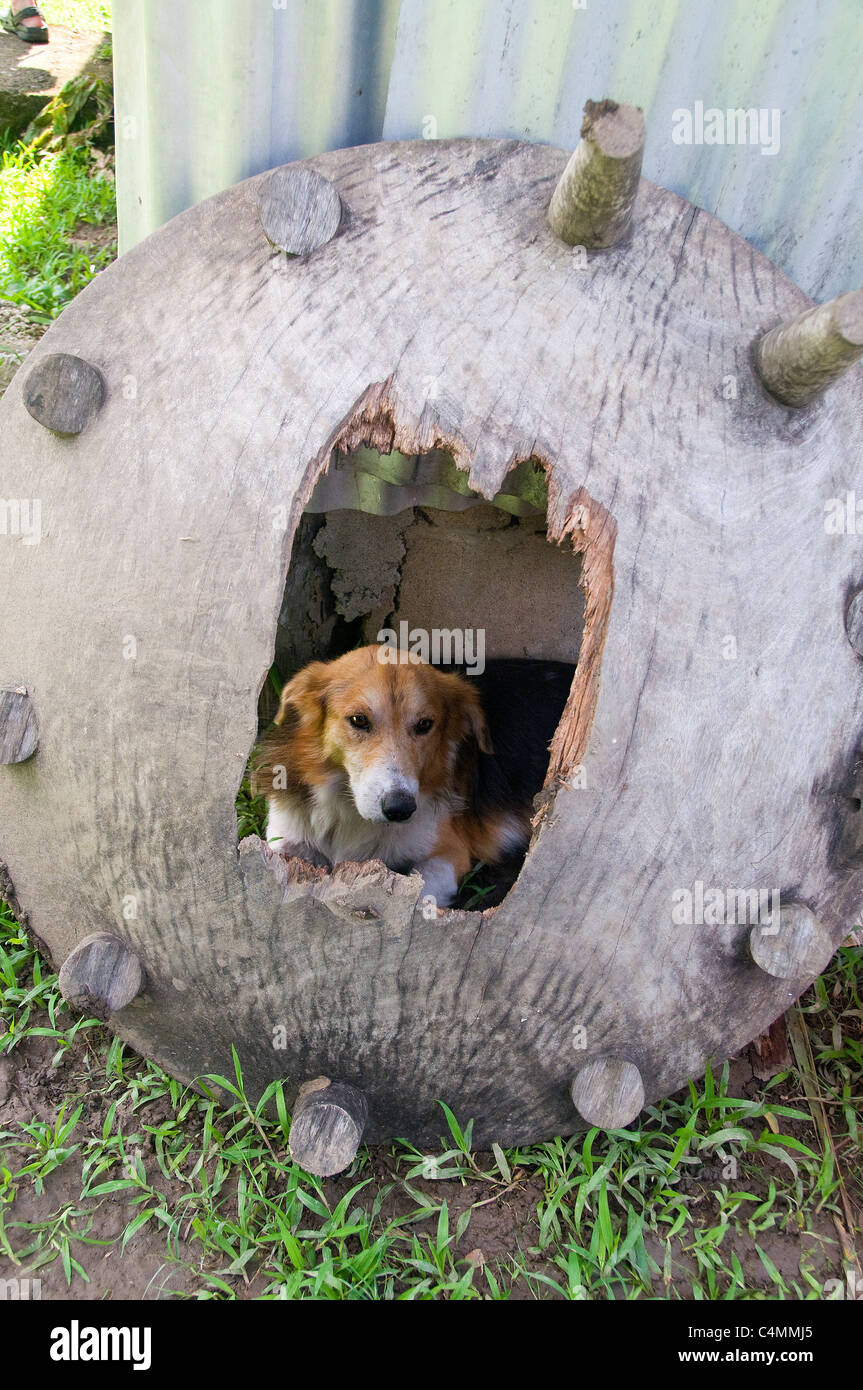 A puppy dog finds a shady spot with visibility beside a village ...