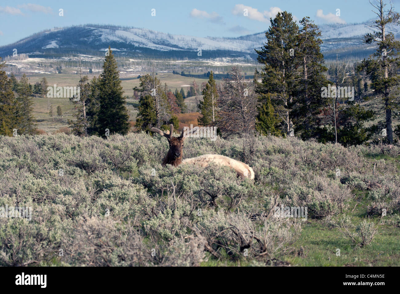 Bull Elk with Antlers in Velvet Stock Photo - Alamy