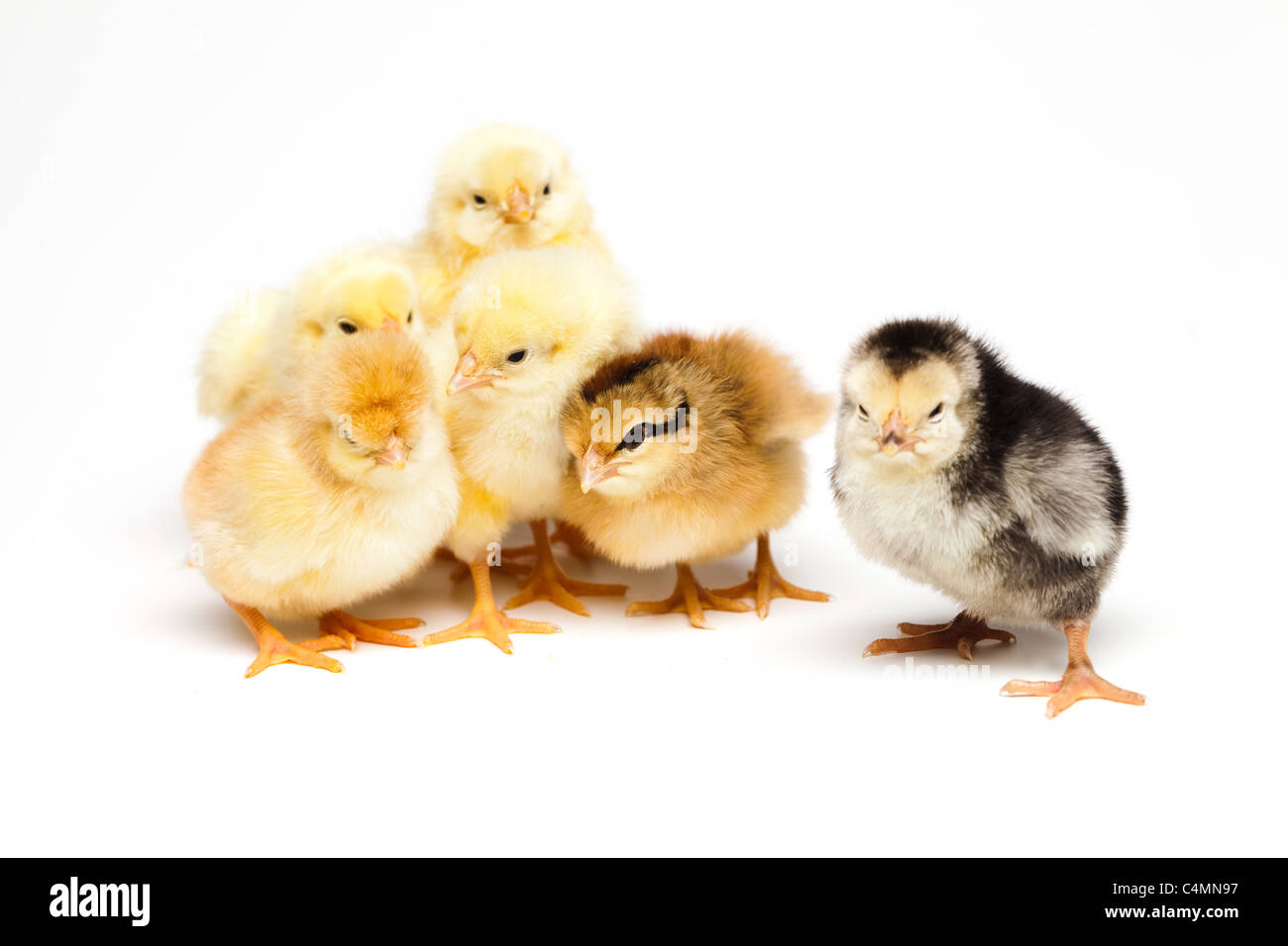 Yellow Chick over white background Stock Photo - Alamy