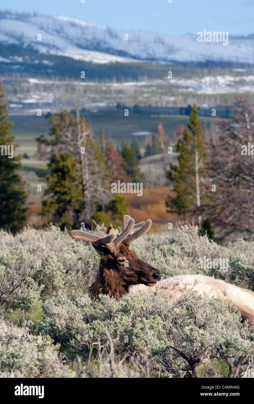 Bull Elk with Antlers in Velvet Stock Photo - Alamy