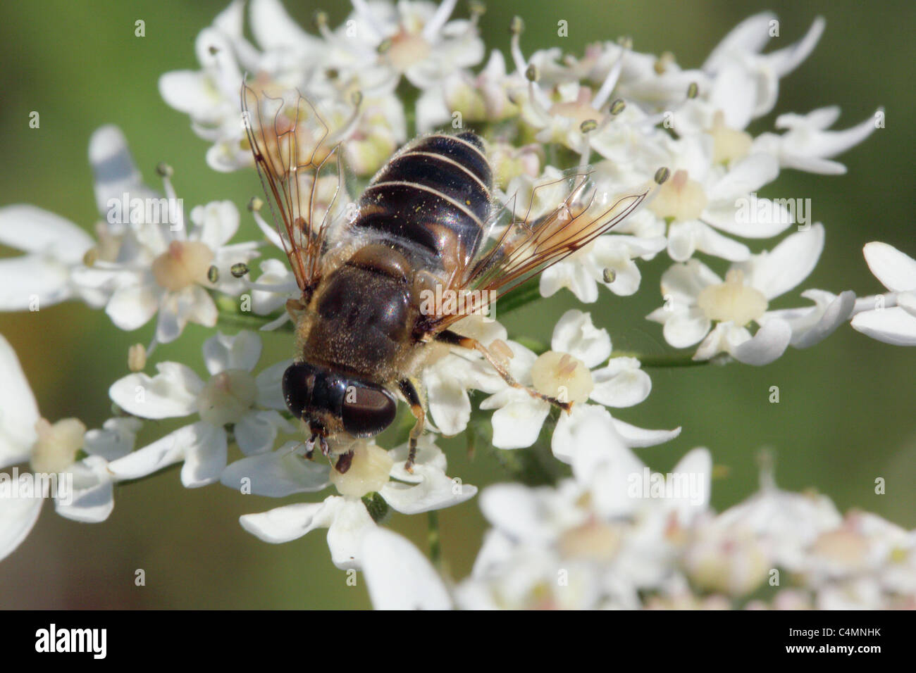 Dwarf Drone Fly Stock Photo - Alamy