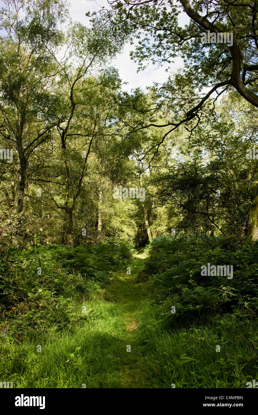 Woodland path in Bruern Wood nature reserve in The Cotswolds ...