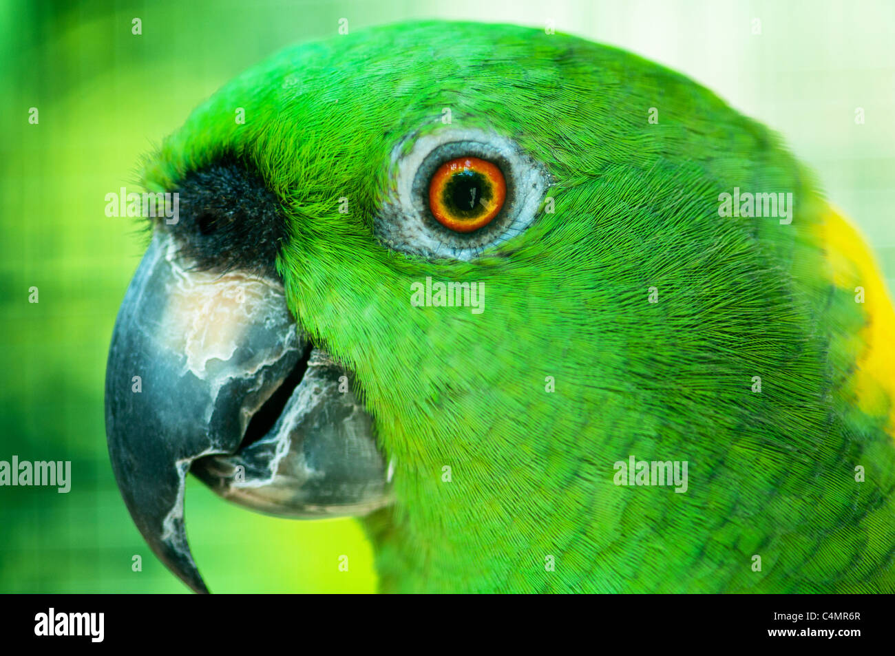 Colourful parrot bird sitting on the perch Stock Photo - Alamy