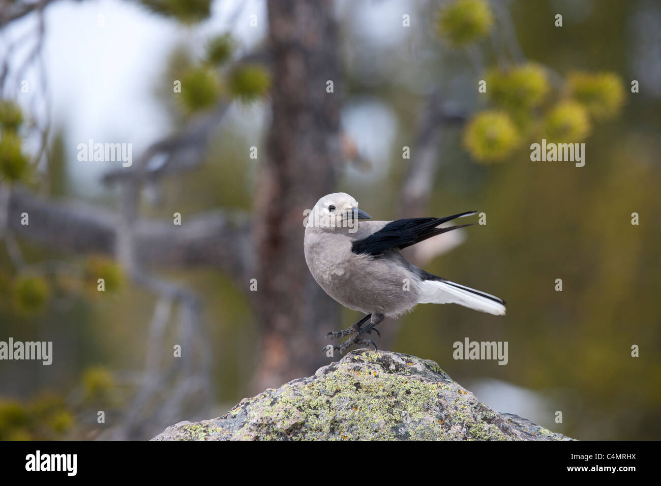 Clark's nutcracker hi-res stock photography and images - Alamy