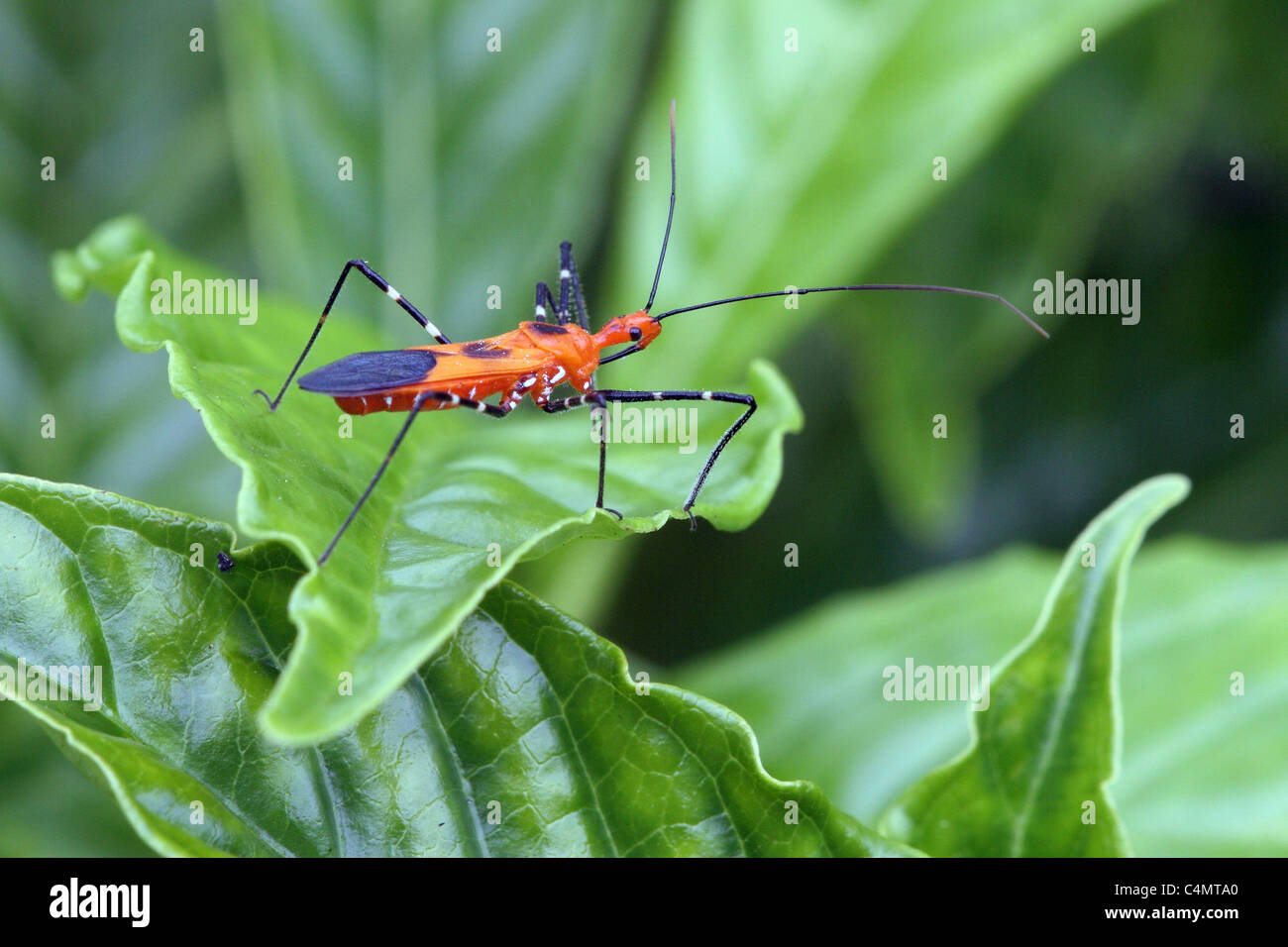 Reduviidae hi-res stock photography and images - Alamy