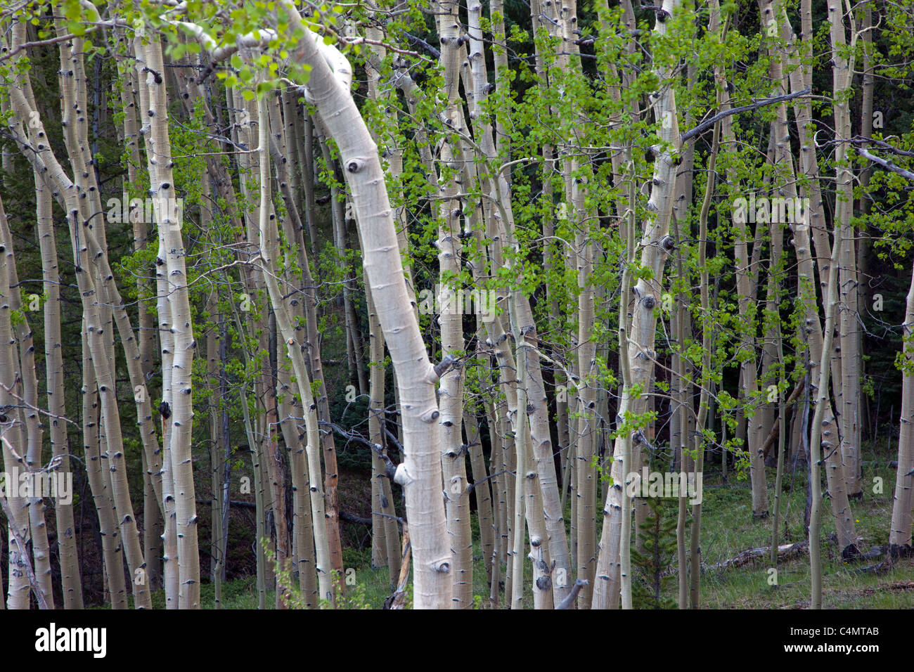 Aspen tree forest, near Marshall Pass, Sawatch Range, Colorado, USA ...