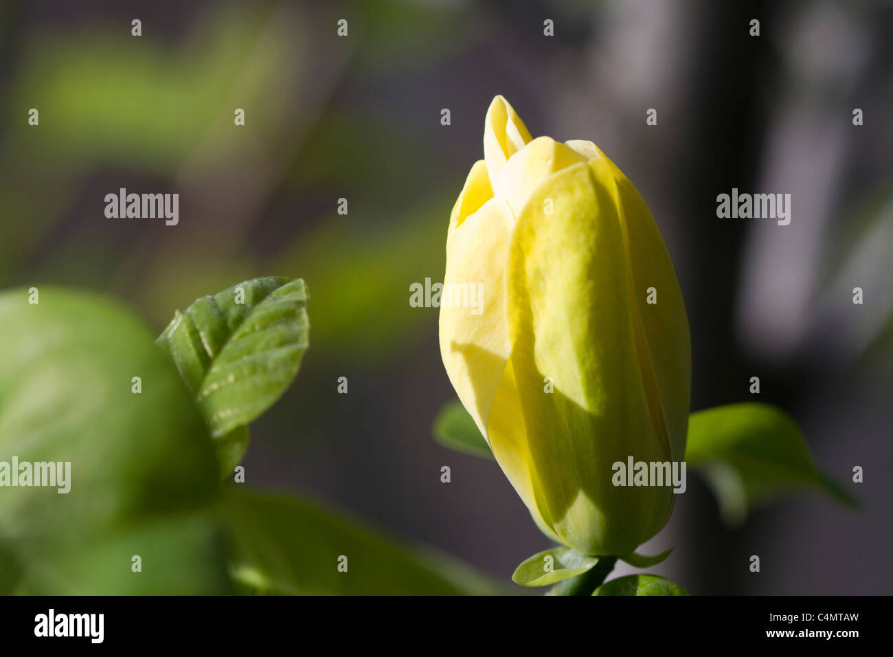 The ada tree hi-res stock photography and images - Alamy