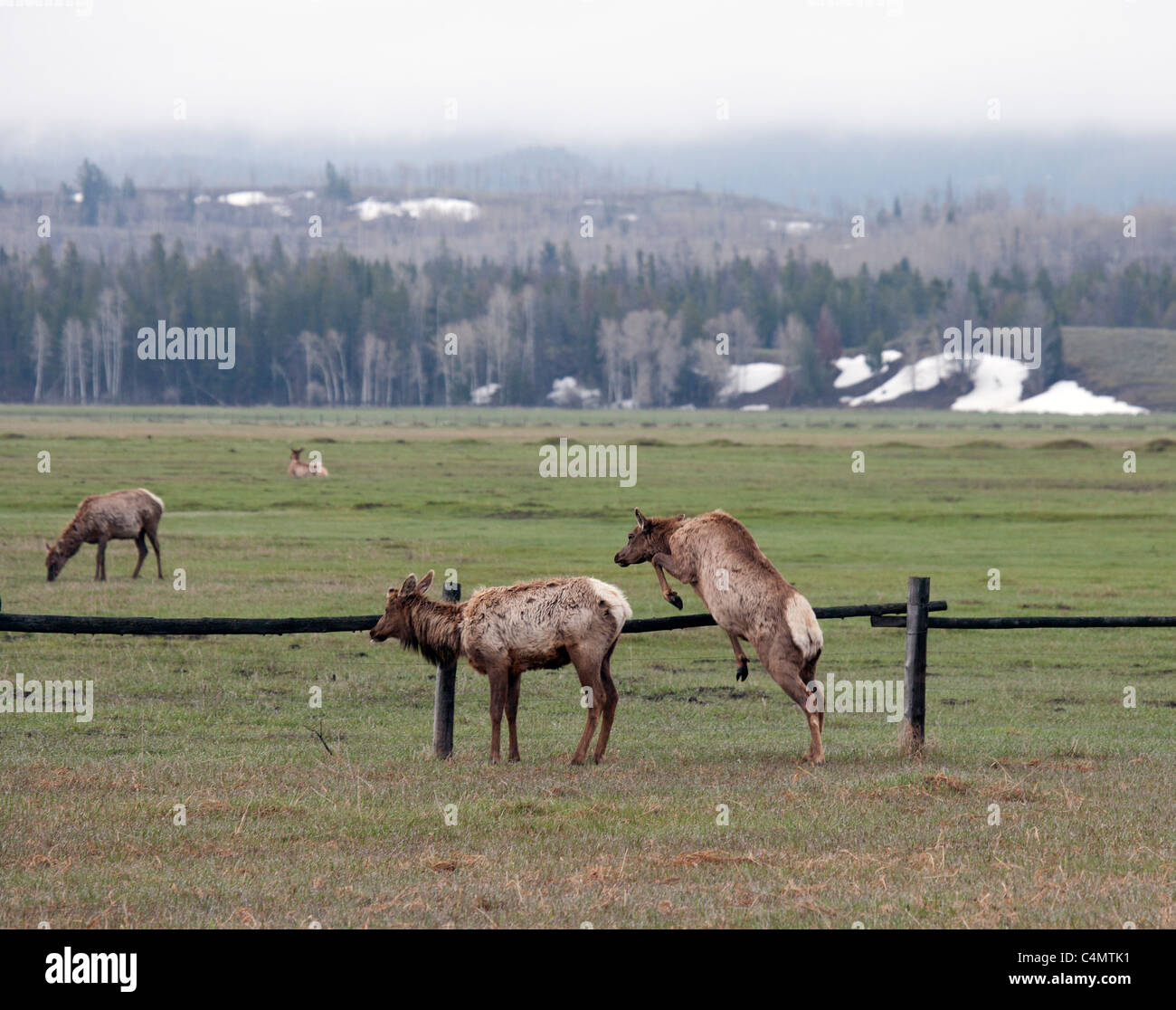 Elk Female Jumping a Fence Stock Photo - Alamy