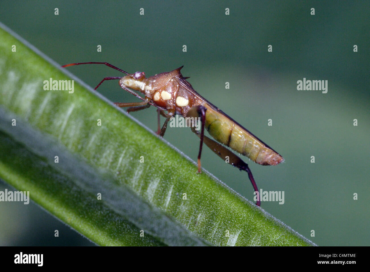 Longispinus hi-res stock photography and images - Alamy