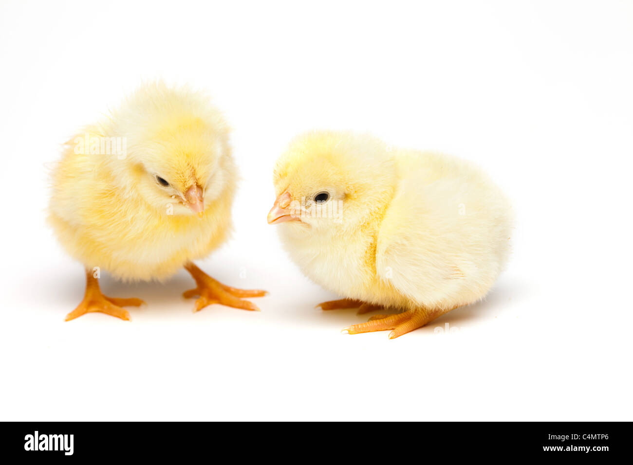 Yellow Chick over white background Stock Photo - Alamy