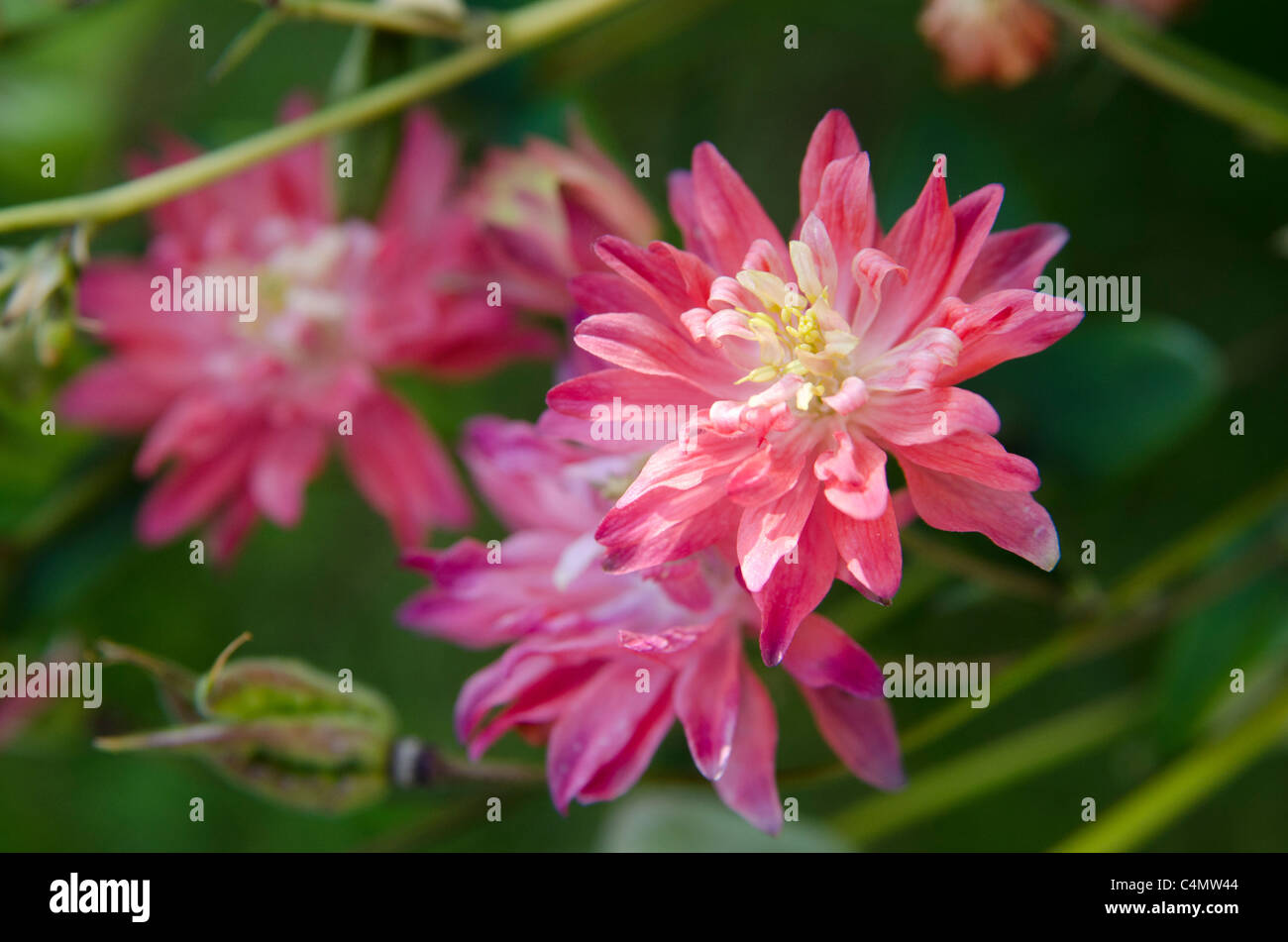 Columbine detail hi-res stock photography and images - Alamy