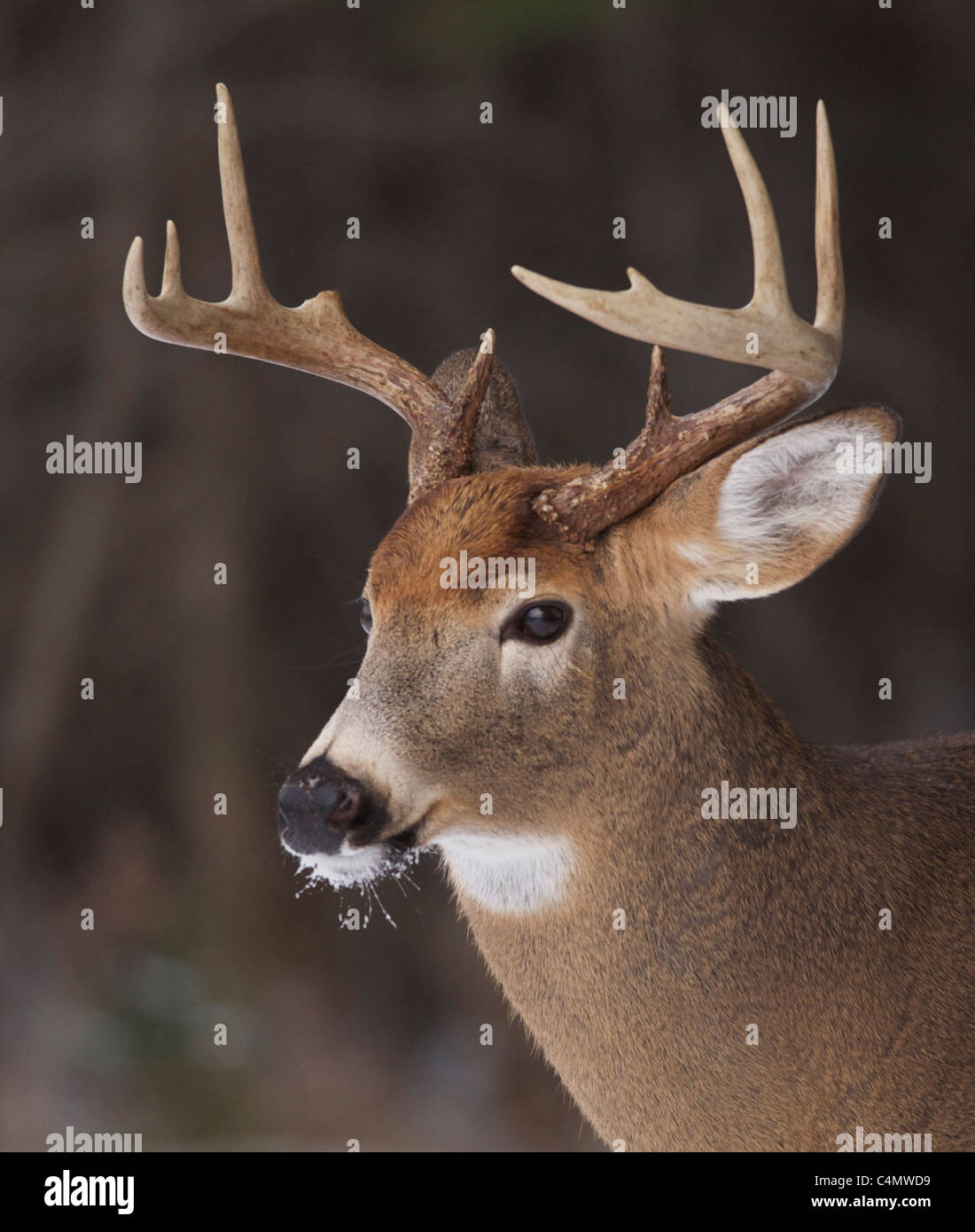 Whitetail buck hi-res stock photography and images - Alamy