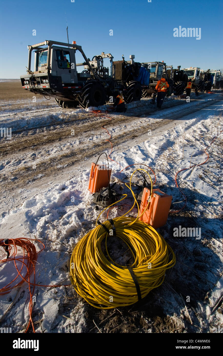 worker laying out seismic cables with seismic vibrator trucks in the ...