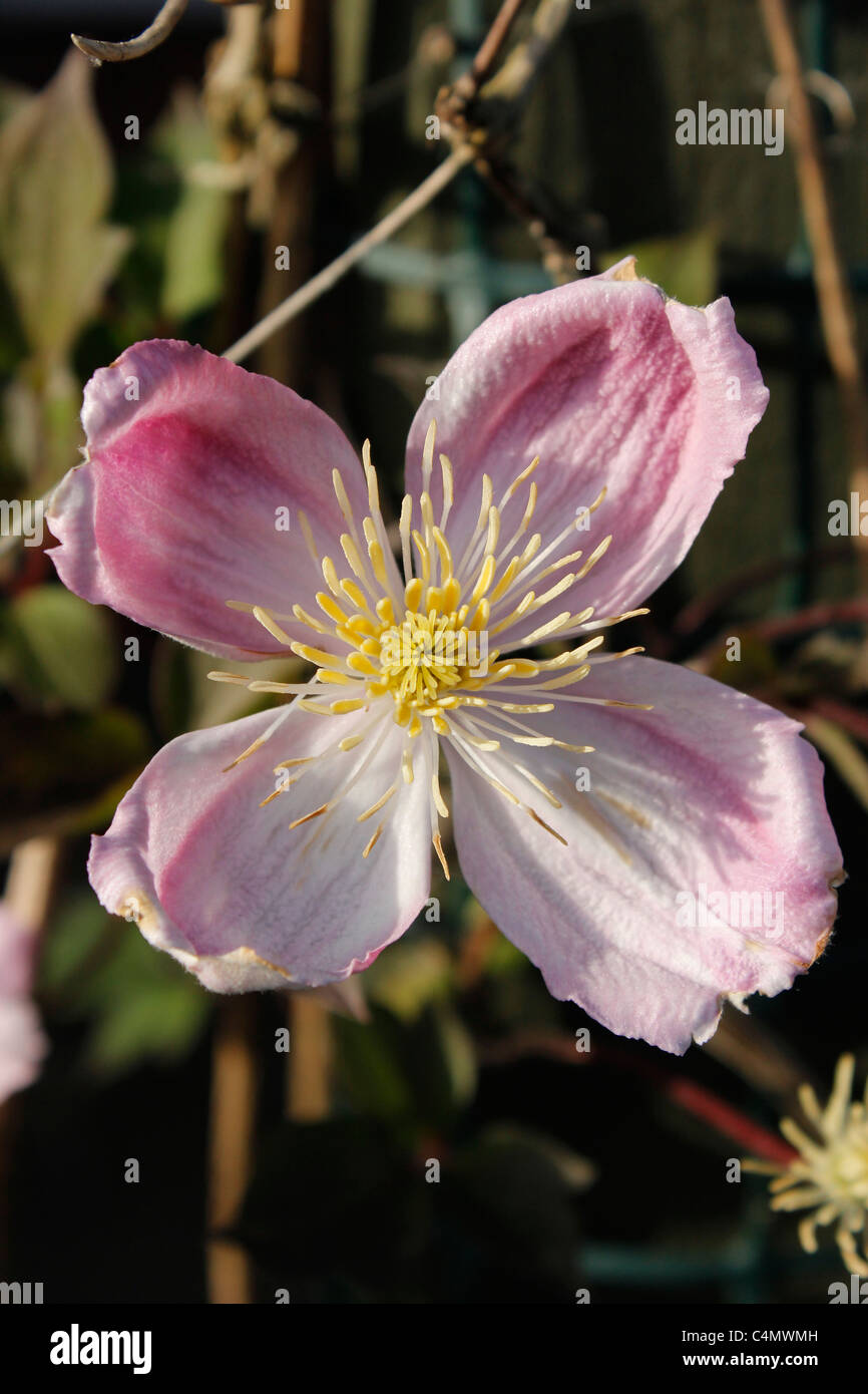 Clematis flower hi-res stock photography and images - Alamy