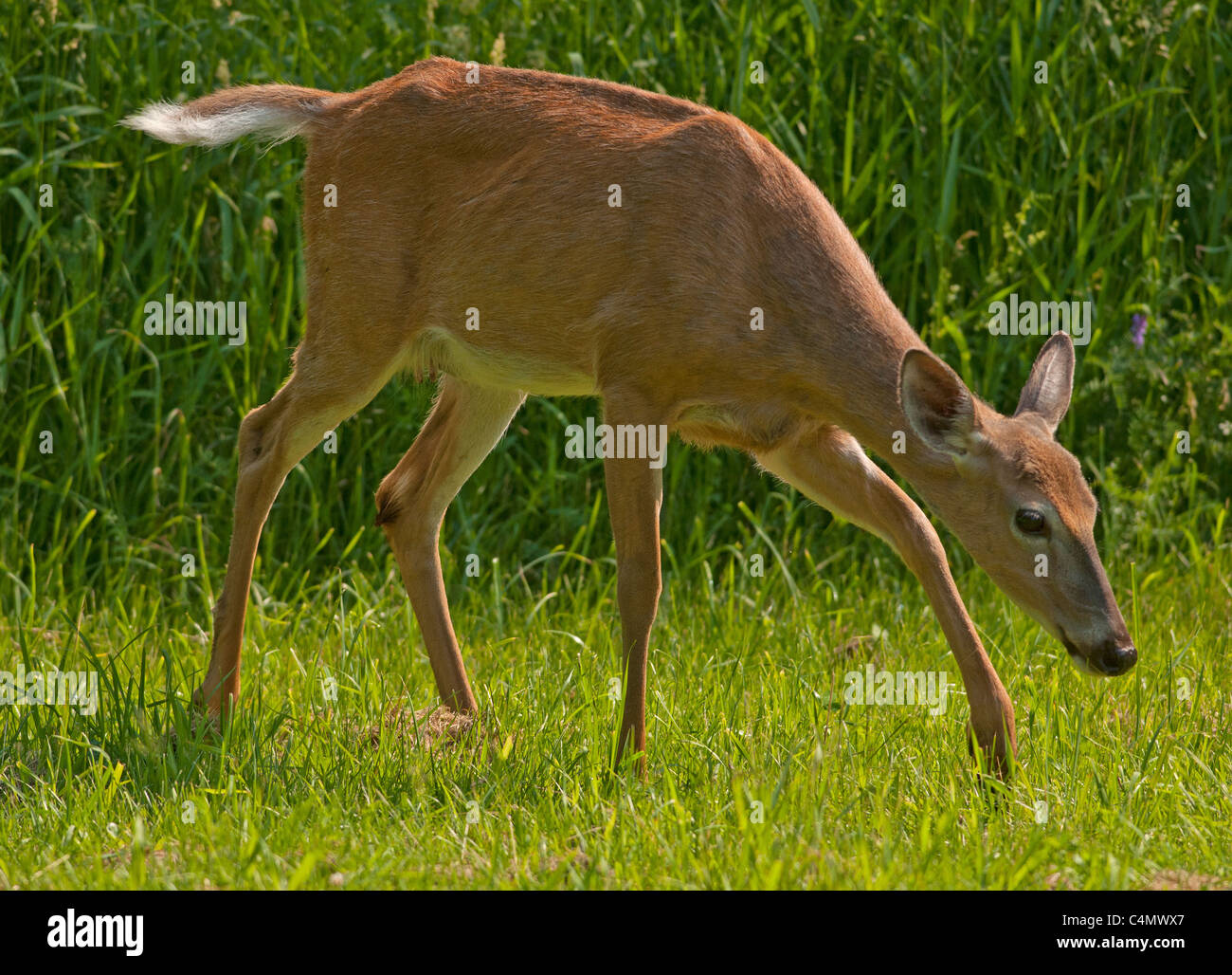 Whitetail deer walking hi-res stock photography and images - Alamy