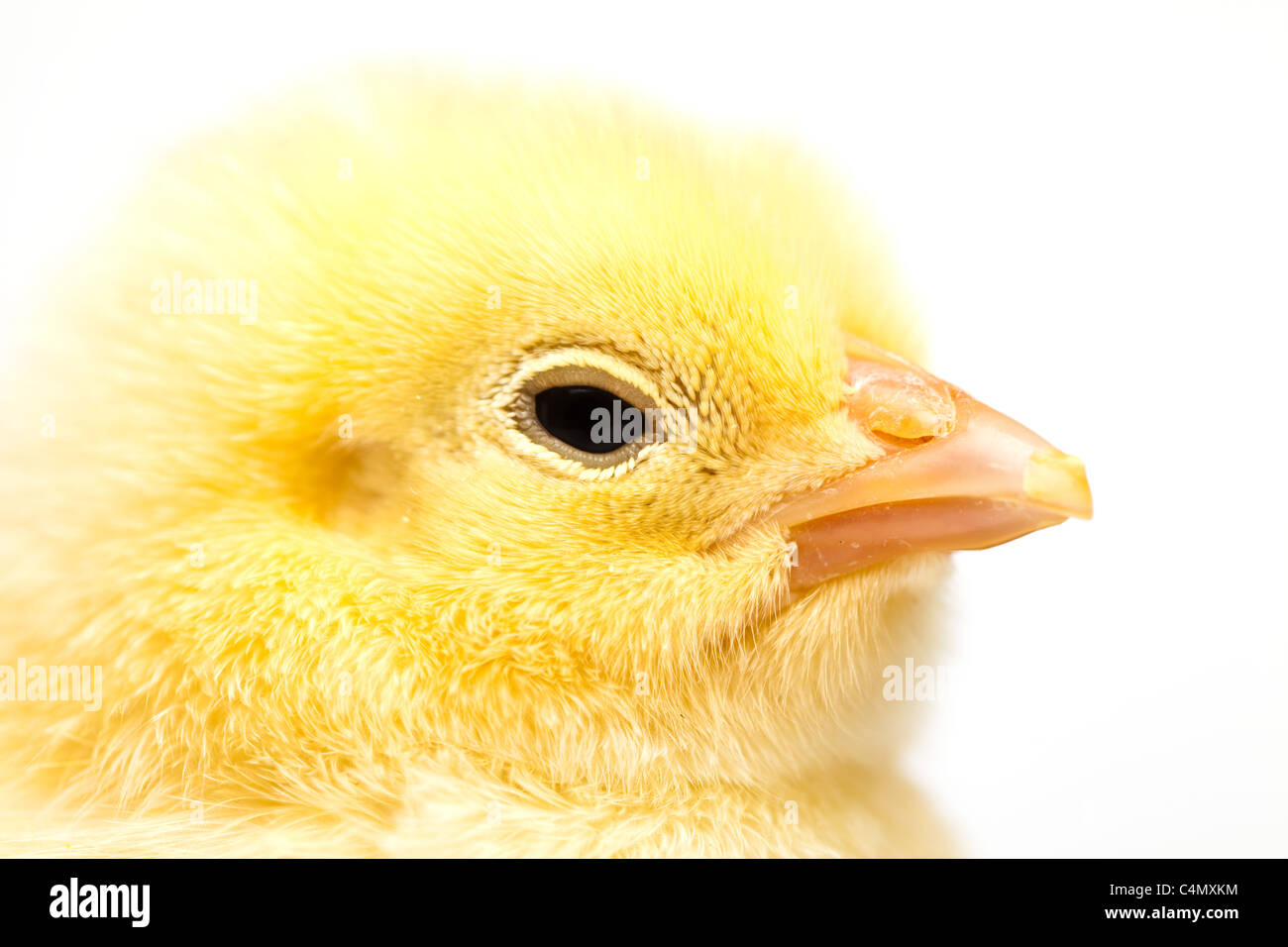 Yellow Chick over white background Stock Photo - Alamy
