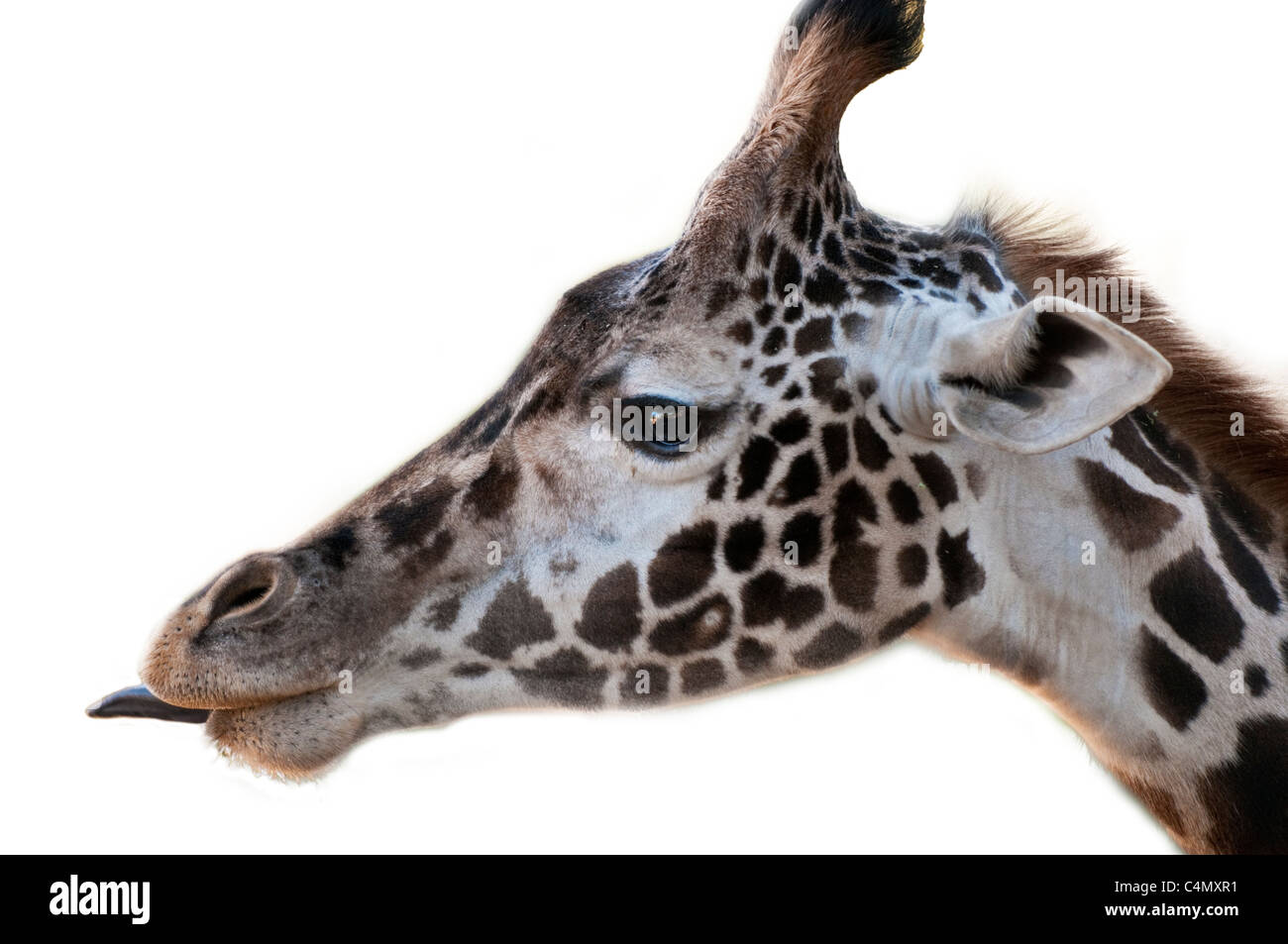 Giraffe stretching hi-res stock photography and images - Alamy