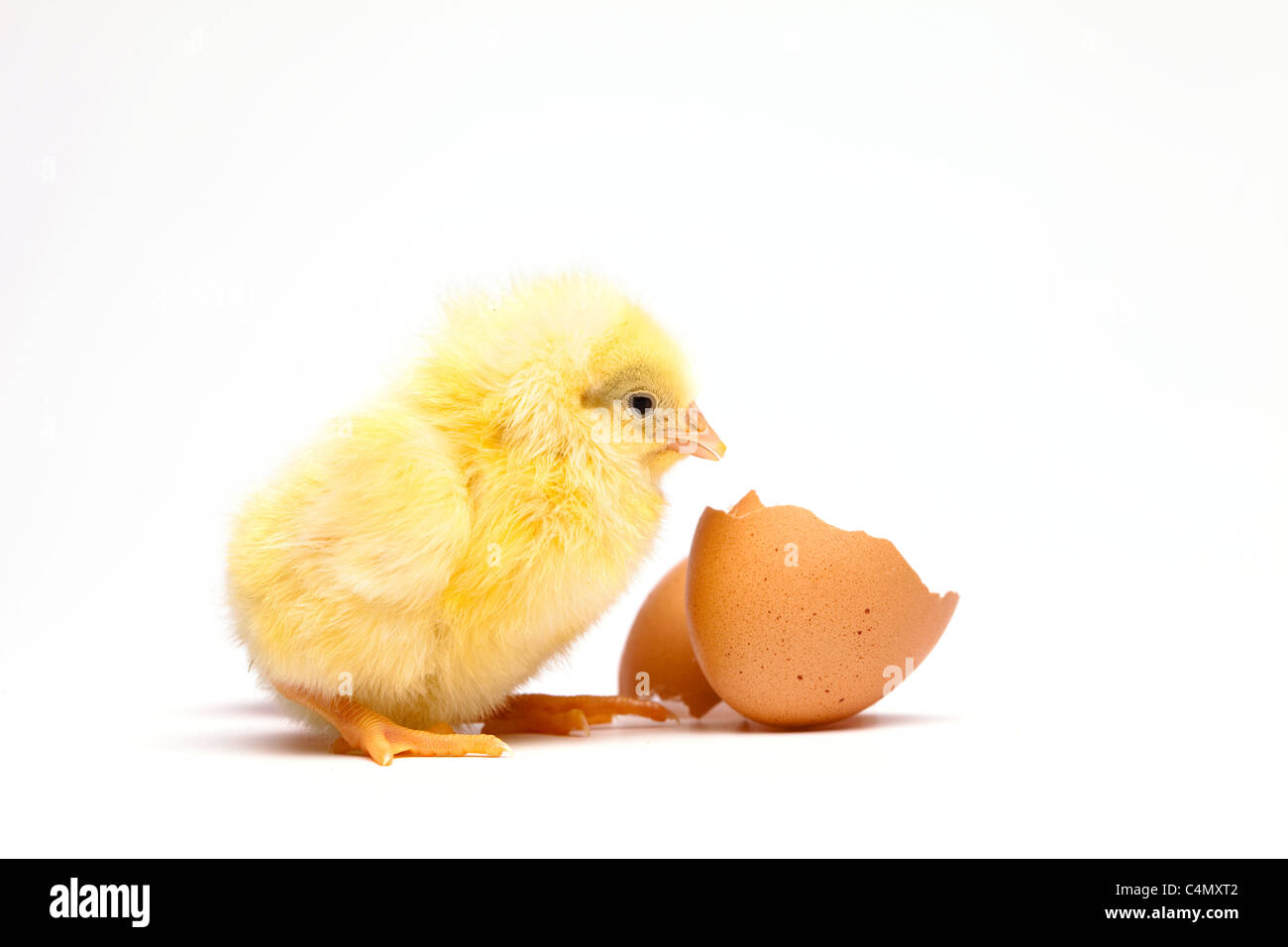 Yellow Chick over white background Stock Photo - Alamy