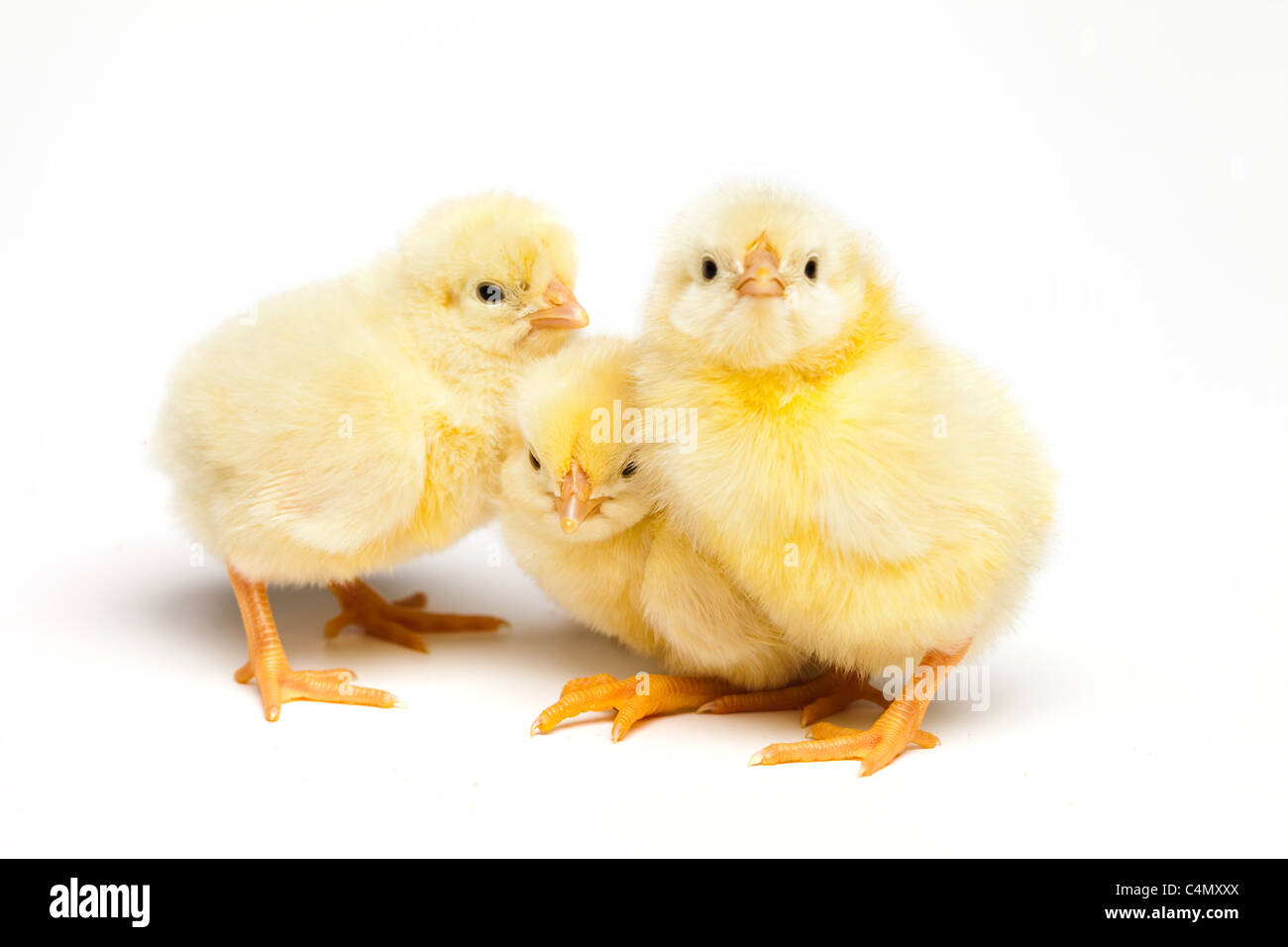 Yellow Chick over white background Stock Photo - Alamy