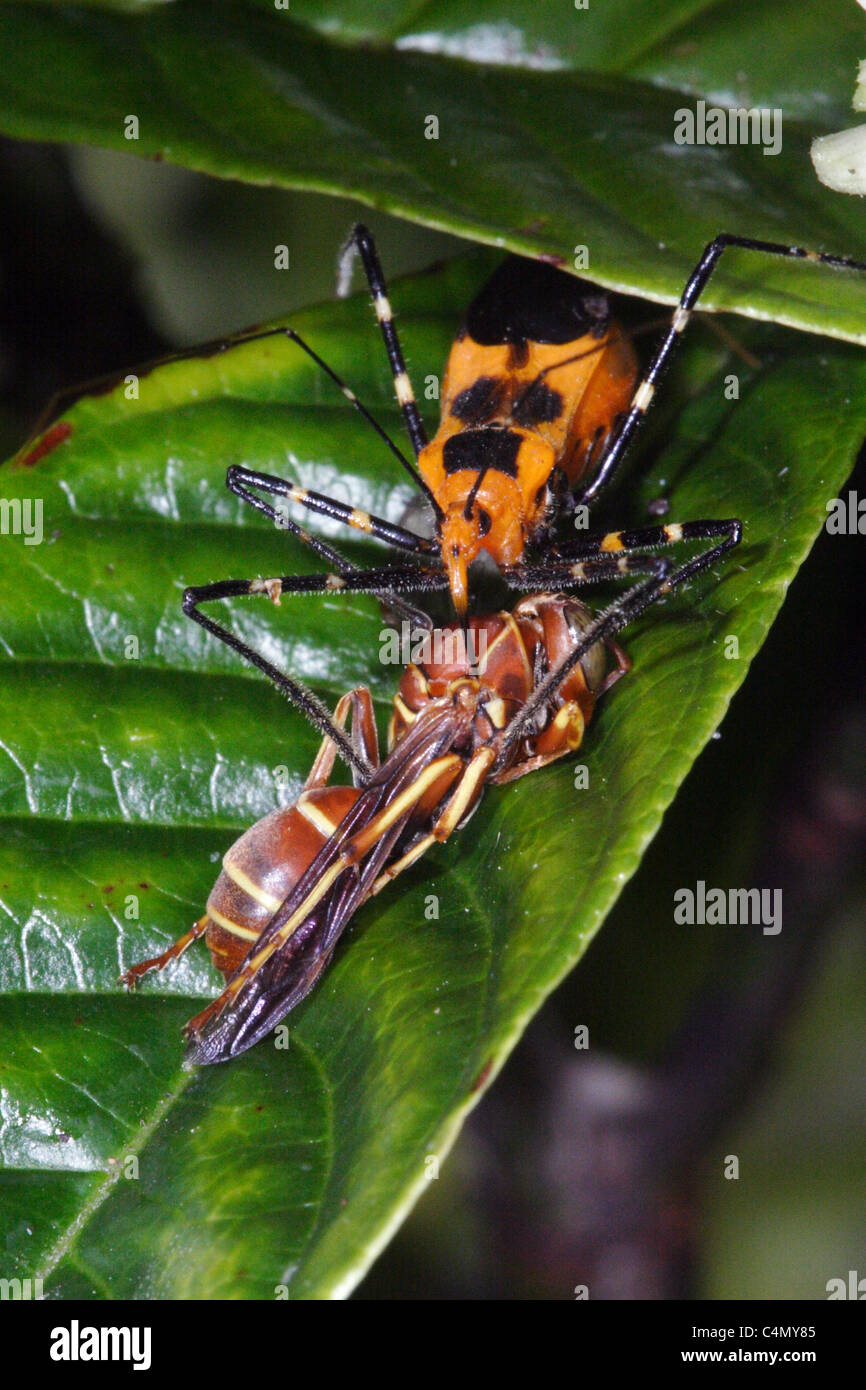Milkweed Assassin Bug (Zelus longipes) with Wasp Stock Photo - Alamy