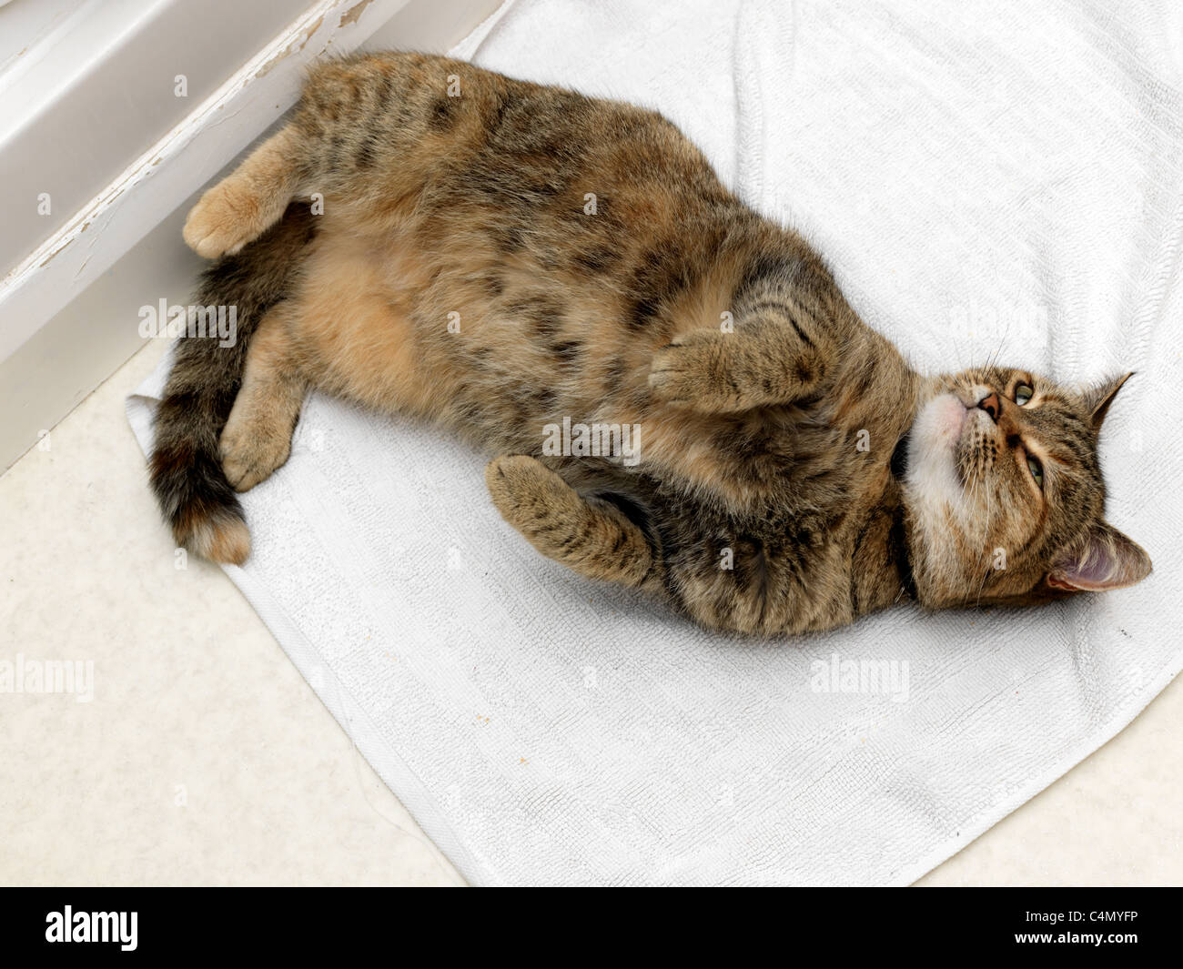 Tabby Female Cat Rolling Over Stock Photo - Alamy
