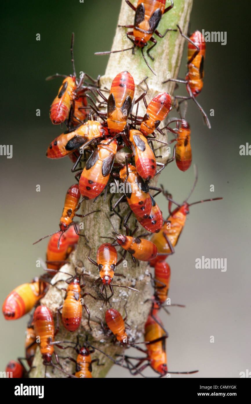 Milkweed Bugs Lygaeidae Stock Photo - Alamy