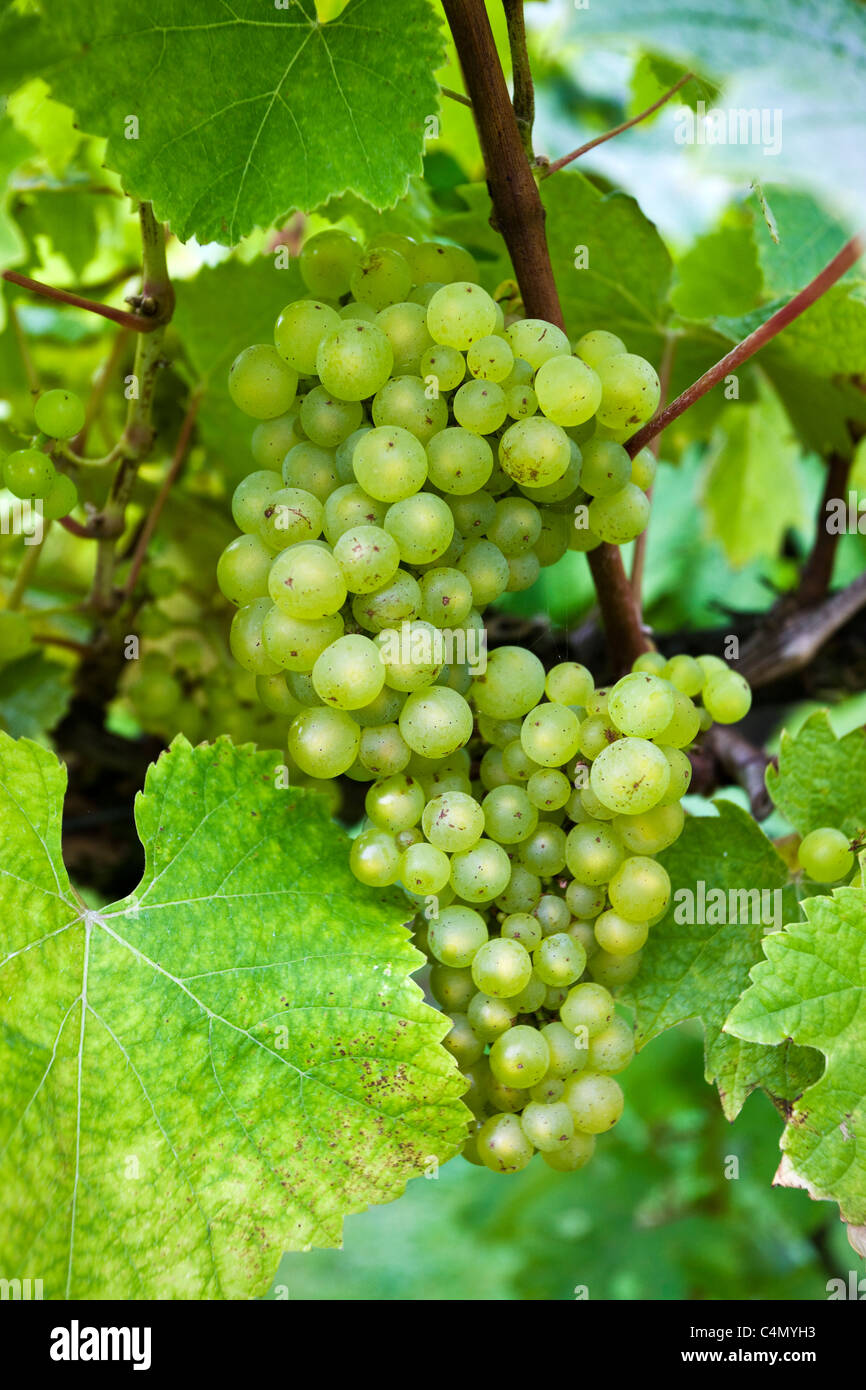 Bacchus grapes hi-res stock photography and images - Alamy