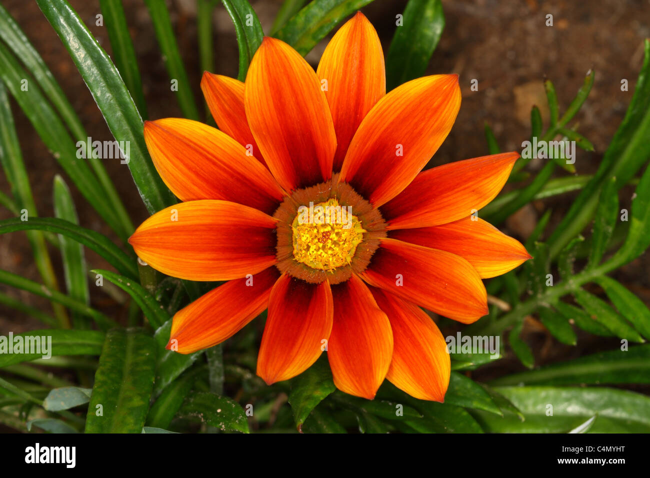 Orange Gazania flower Stock Photo - Alamy
